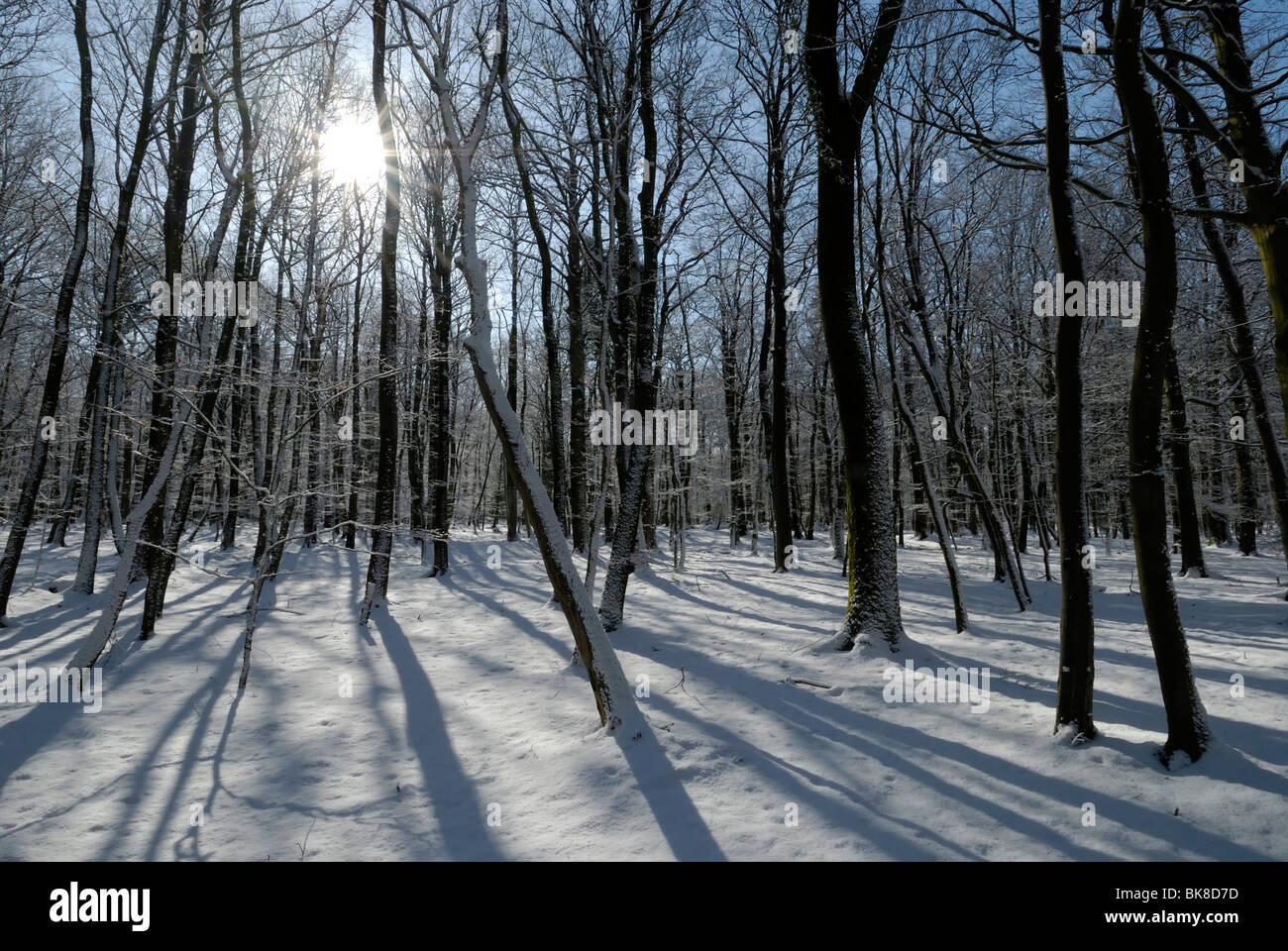 Leafless deciduous forest covered with snow, Schleswig-Holstein ...