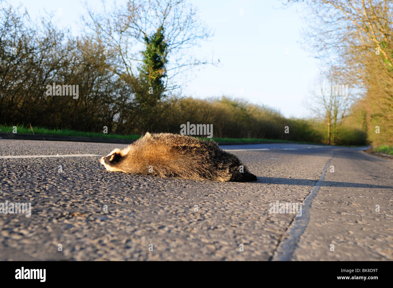 Badger Road Kill Stock Photo - Alamy
