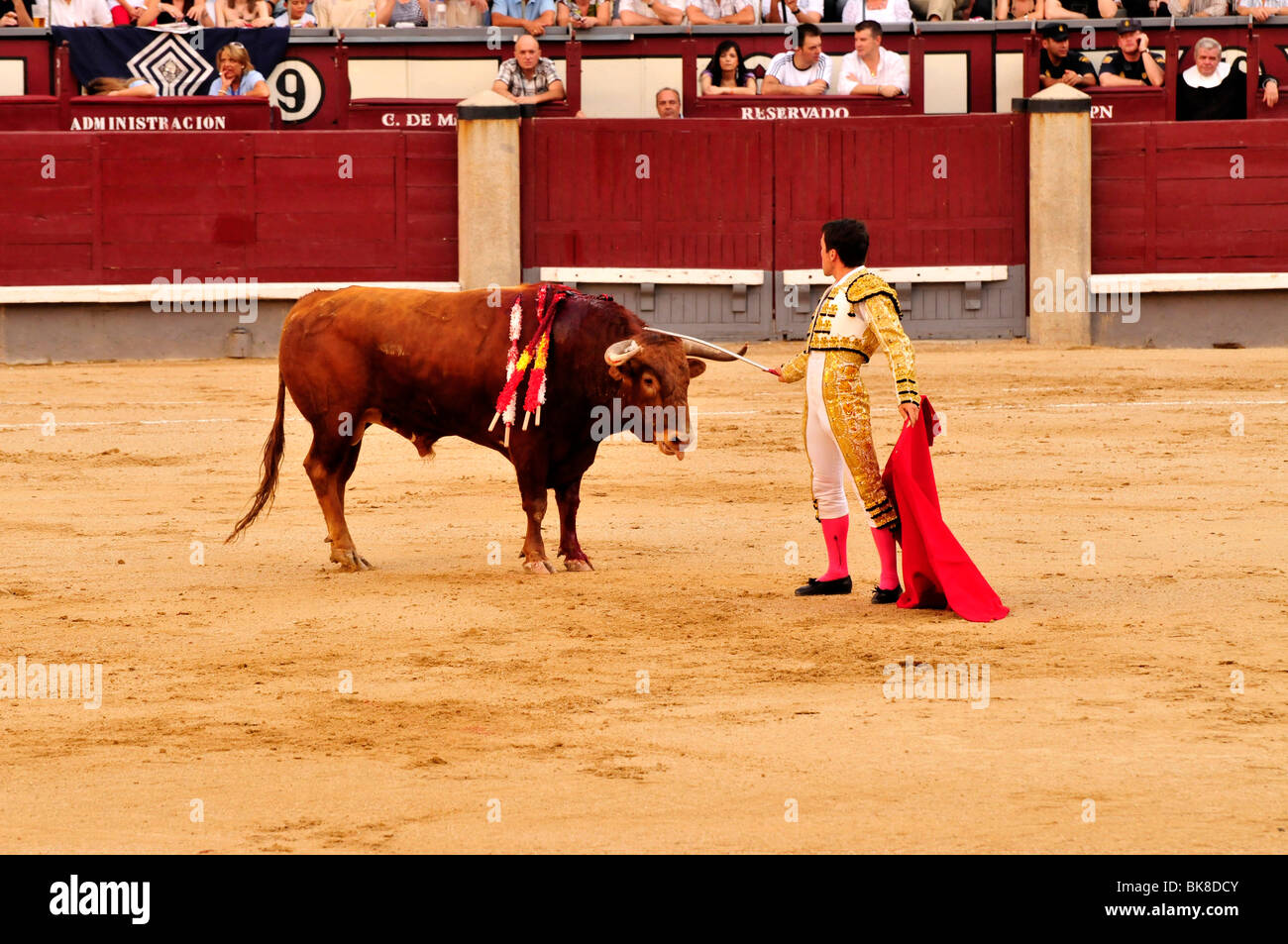 Bullfighter, matador, with a scarlet cape, muleta, and sword, estoque ...