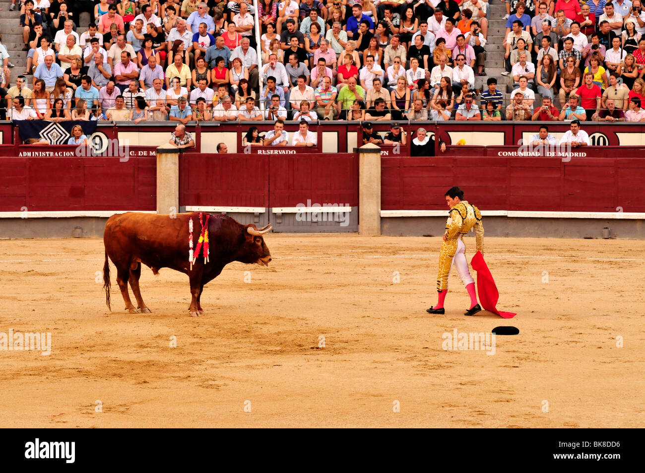 Bullfighter, matador, with a scarlet cape, muleta, and sword, estoque ...