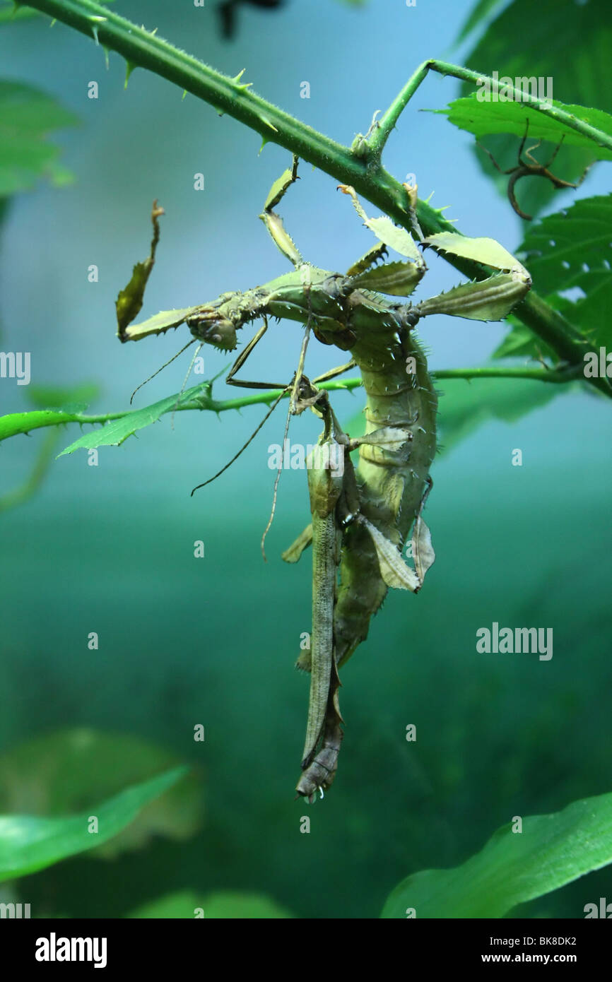 two stick-insects on branch Stock Photo - Alamy