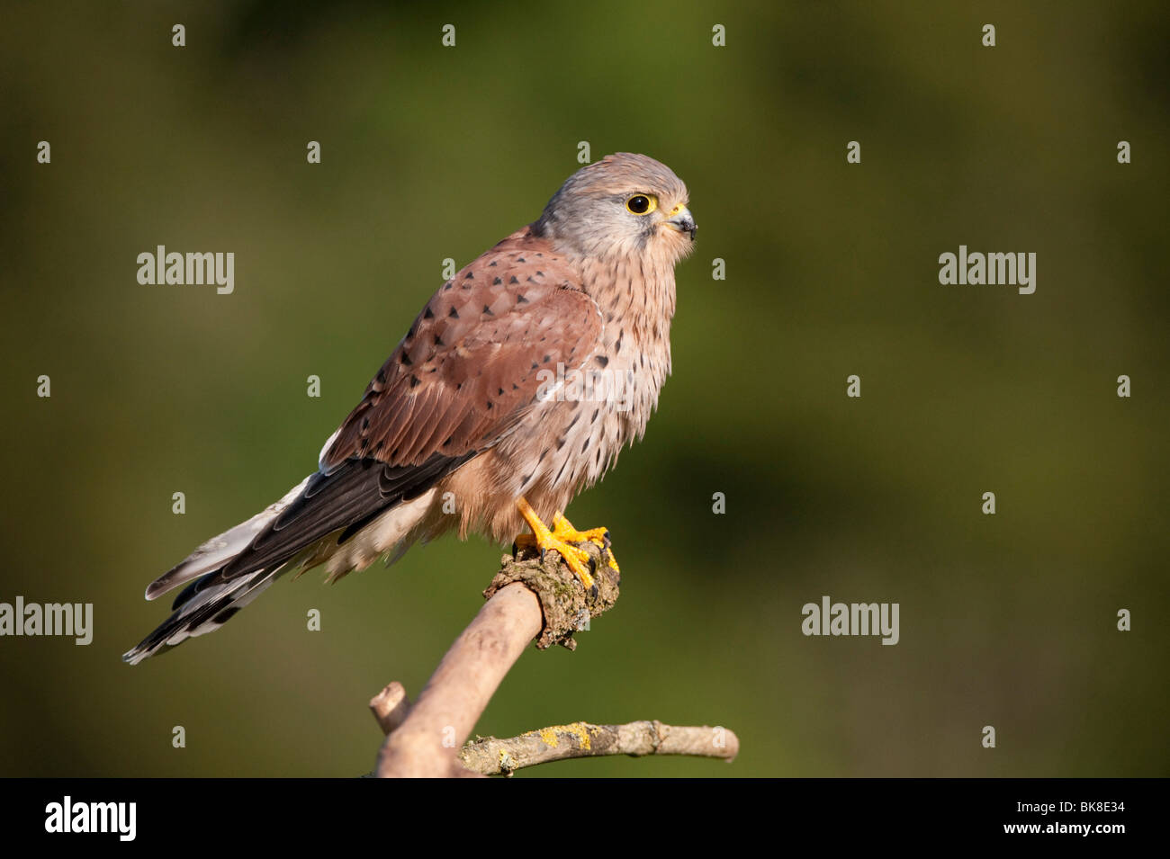 Male eurasian kestrels hi-res stock photography and images - Alamy