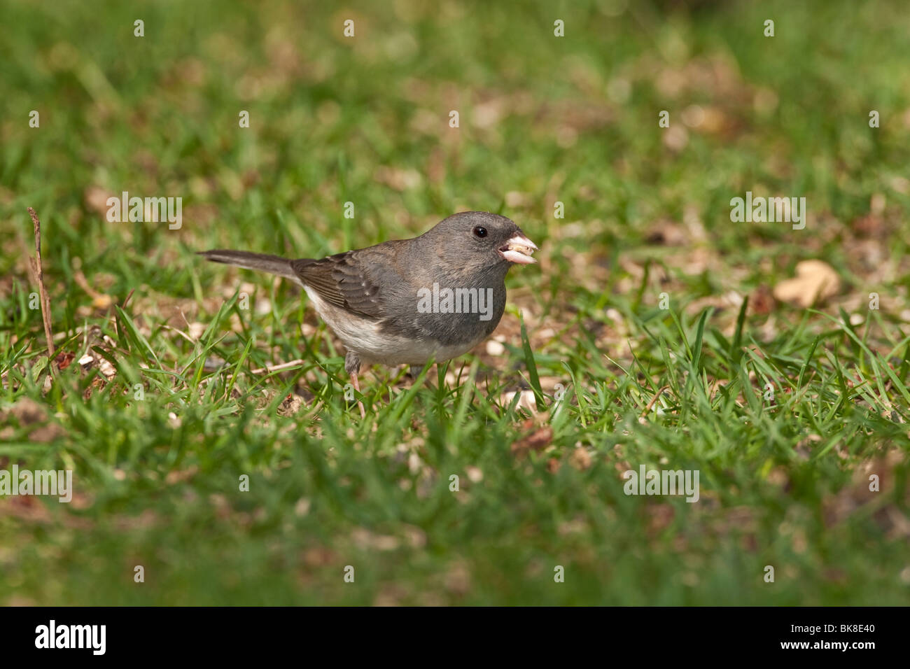 Male slate colored Dark-eyed Junco foraging in grass Stock Photo - Alamy