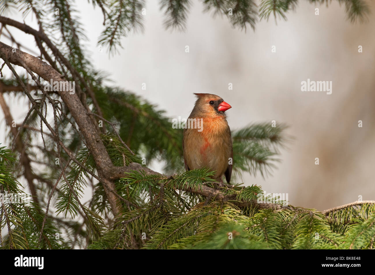 Cardinal in pine tree hi-res stock photography and images - Alamy