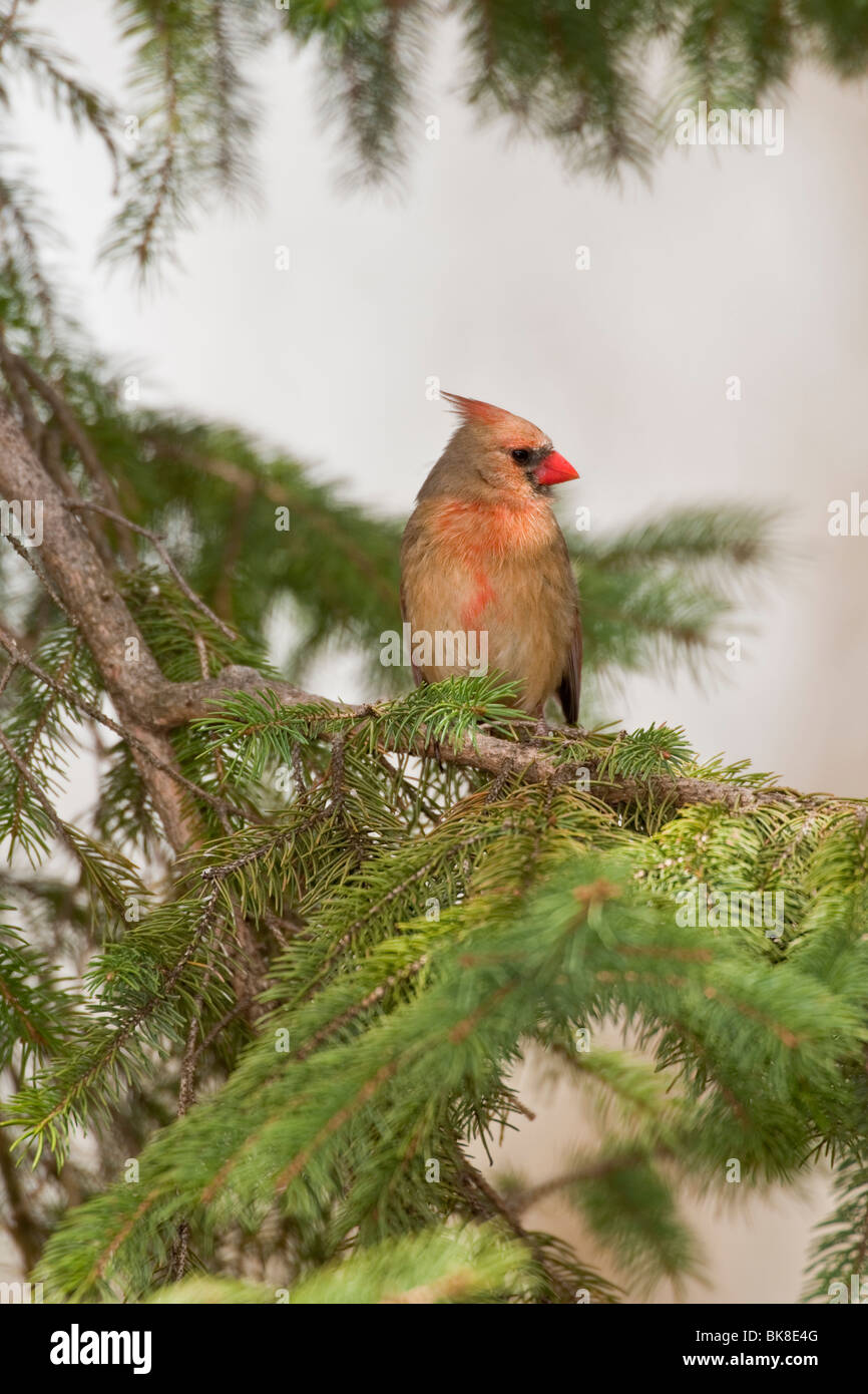 Cardinal in pine tree hi-res stock photography and images - Alamy