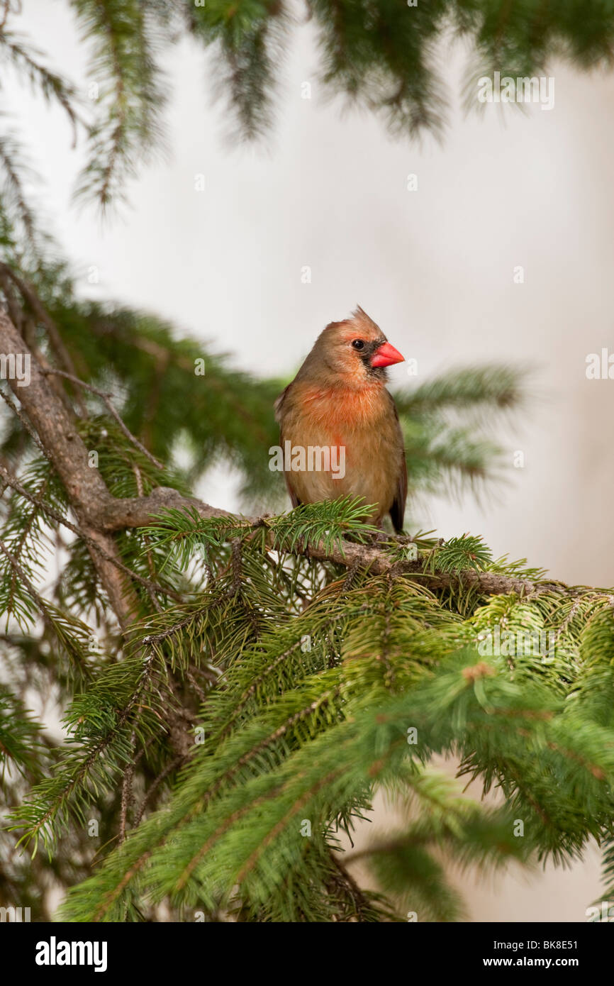 Cardinal in pine tree hi-res stock photography and images - Alamy
