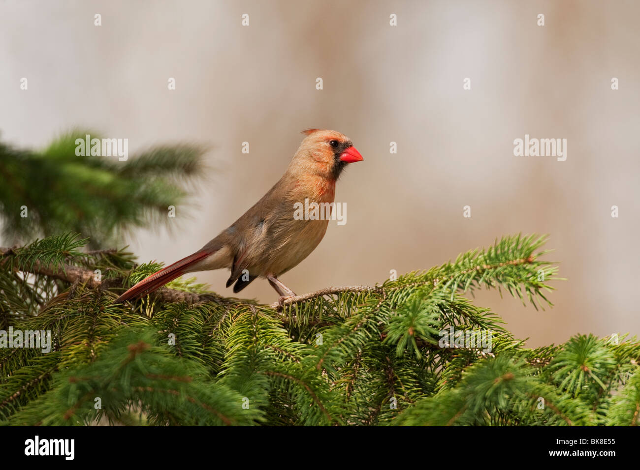 Female Northern Cardinal perched in pine tree Stock Photo - Alamy