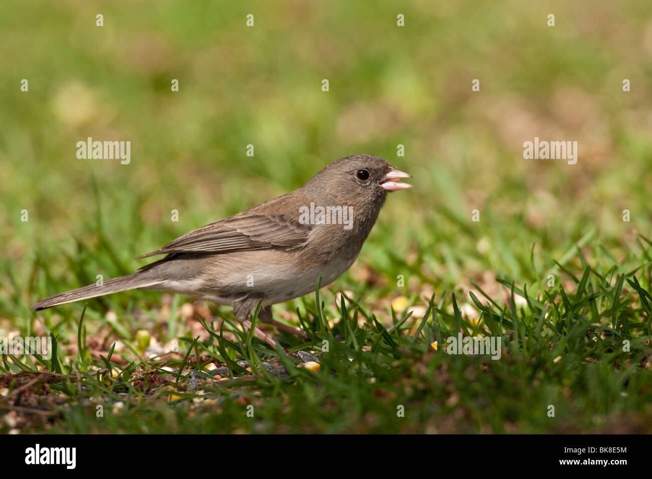 Female slate colored Dark-eyed Junco foraging in grass Stock Photo - Alamy