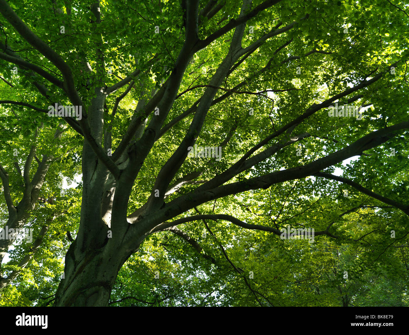 Canopy of beech hi-res stock photography and images - Alamy