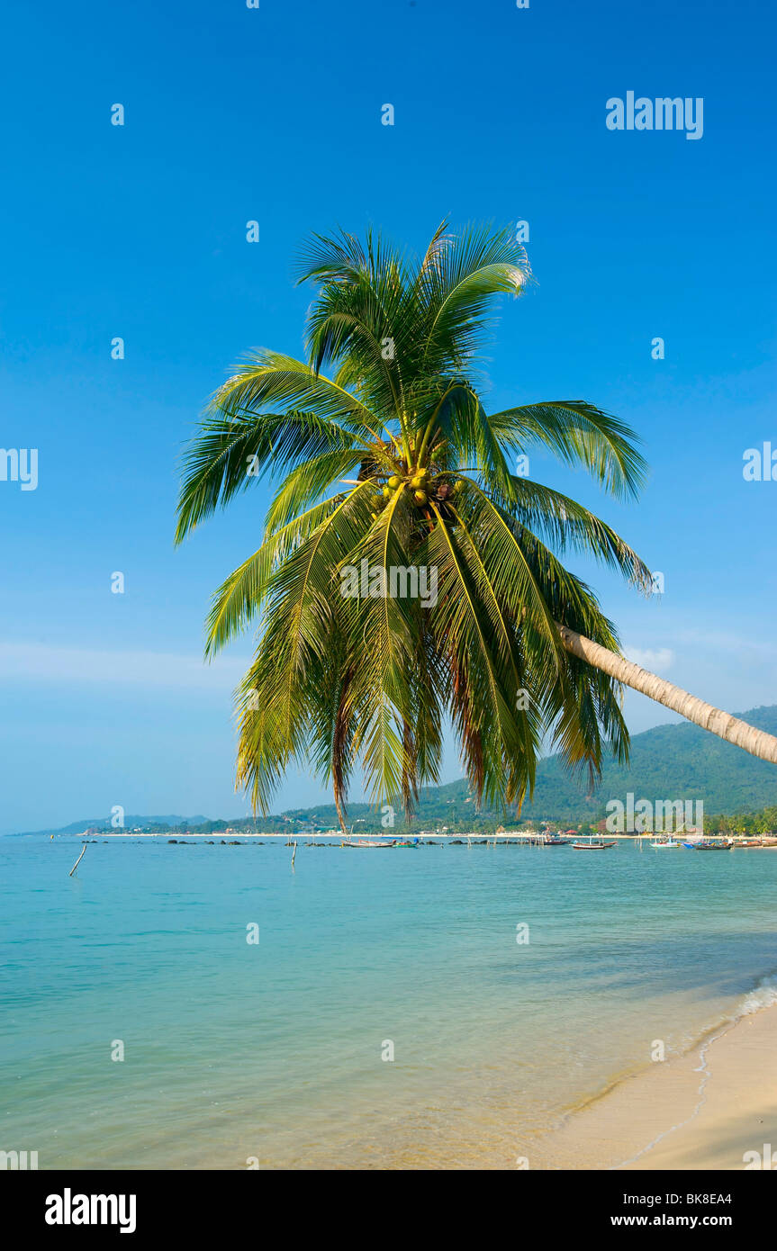 Coconut trees lamai beach koh hi-res stock photography and images - Alamy