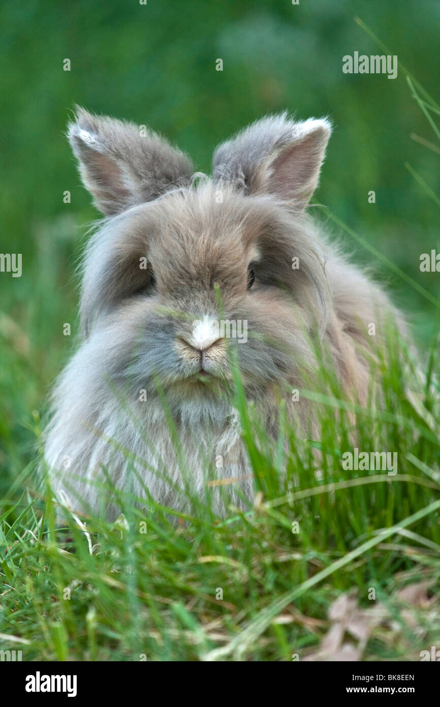 Angora kaninchen hi-res stock photography and images - Alamy