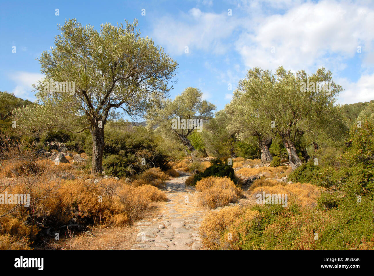 Ancient paved pilgrim passage through ancient olive trees, near Moni ...