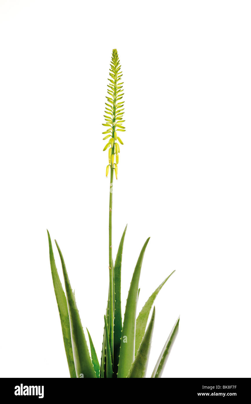 Aloe vera flower Stock Photo - Alamy