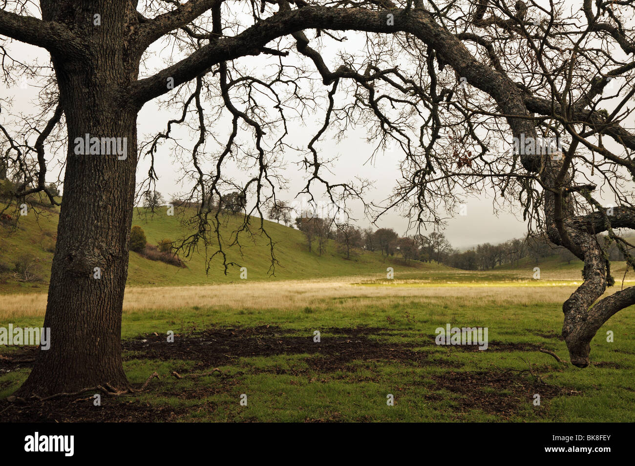 View from underneath a tree Stock Photo - Alamy