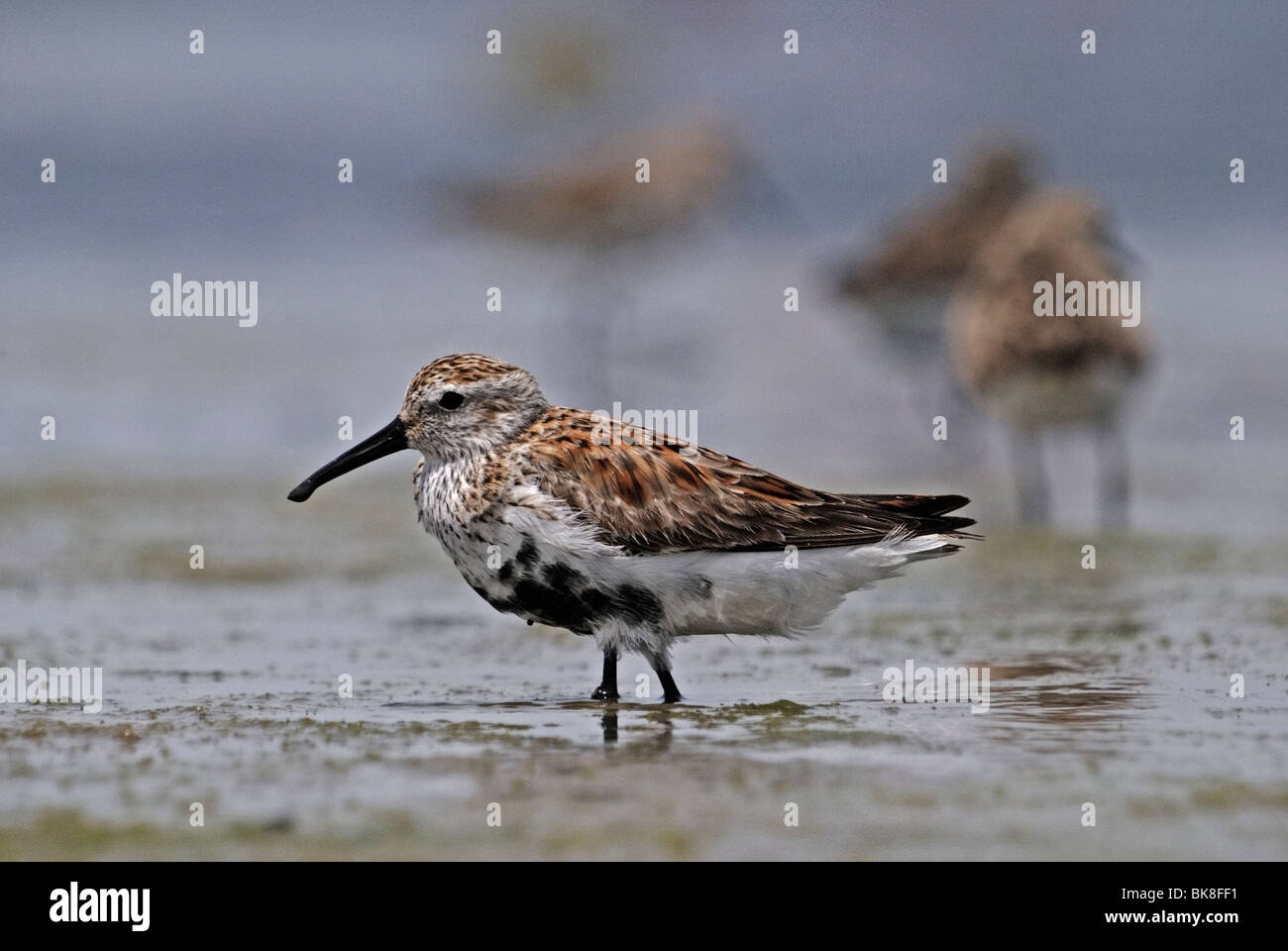 Dunlin habitat hi-res stock photography and images - Alamy