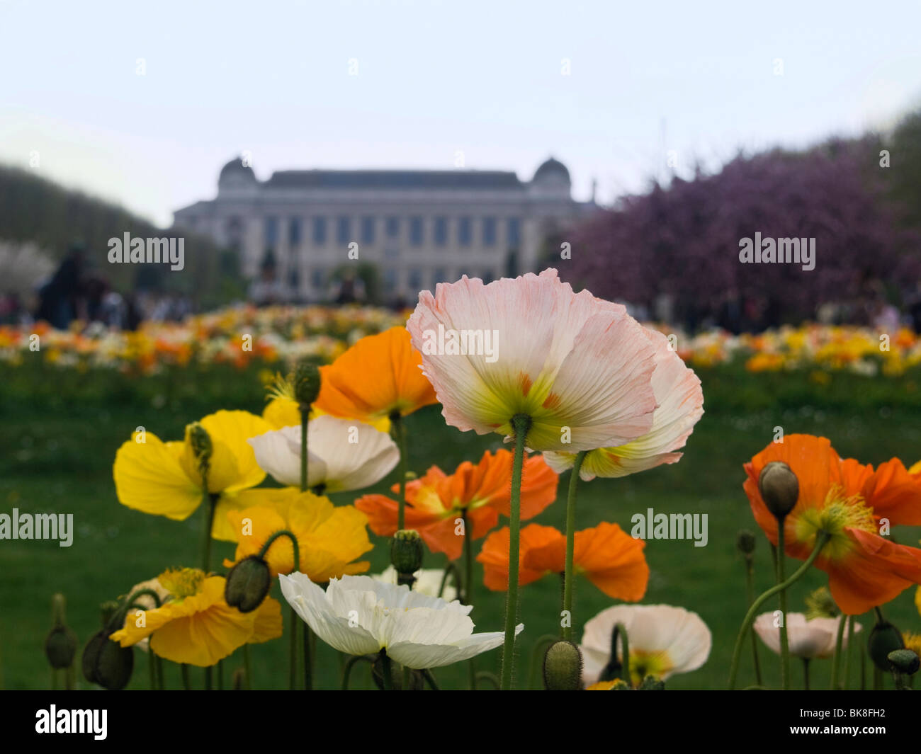 Poppies, Alpine poppy (Papaver alpinum) in the botanical garden, Jardin ...