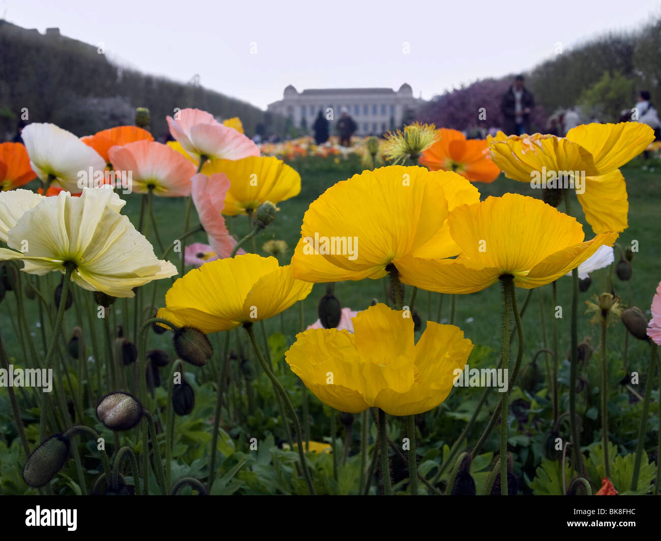 Poppies, Alpine poppy (Papaver alpinum) in the botanical garden, Jardin ...