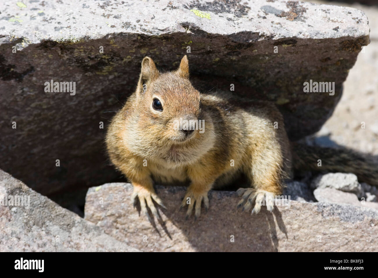 Golden-mantled Ground Squirrel (Spermophilus lateralis), Mount Rainier ...