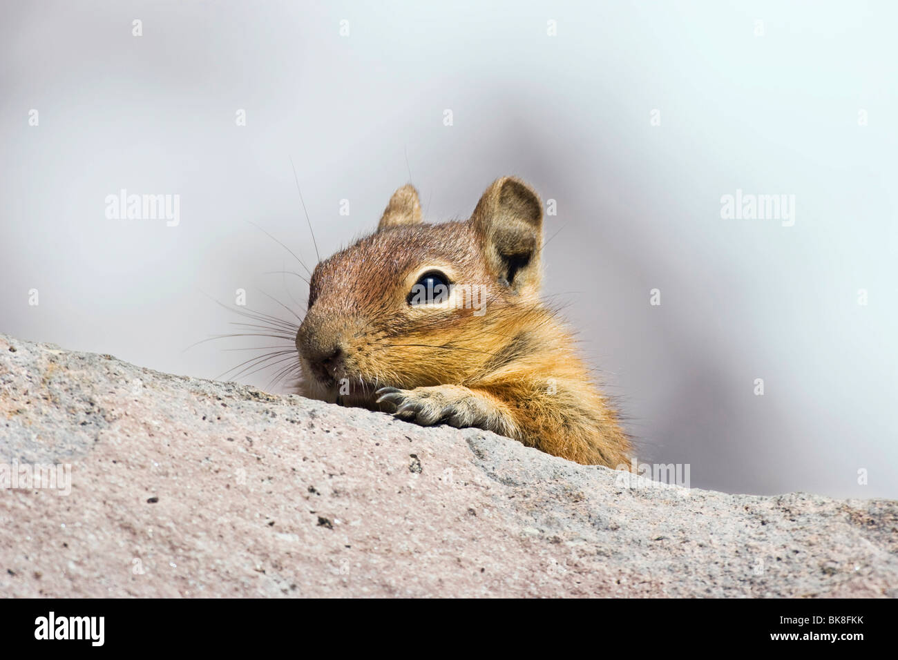 Golden-mantled Ground Squirrel (Spermophilus lateralis), Mount Rainier ...