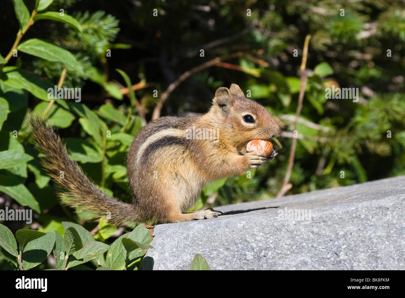 Golden-mantled Ground Squirrel (Spermophilus lateralis), Mount Rainier ...