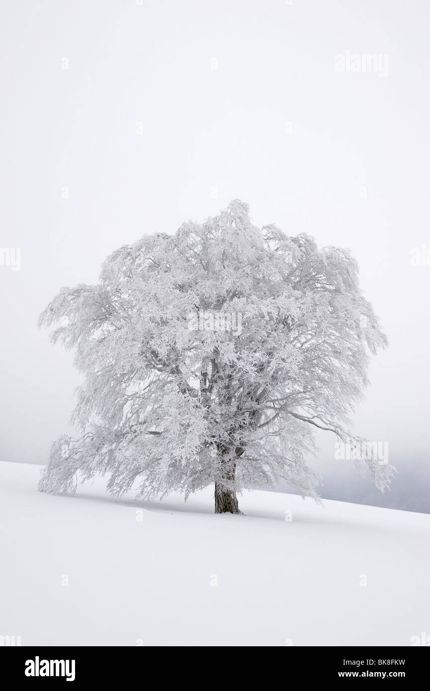 Copper beech fagus sylvatica hi-res stock photography and images - Alamy