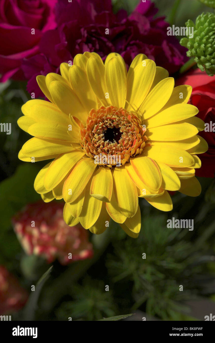 Gerbera daisy in spray of cut flowers Stock Photo - Alamy