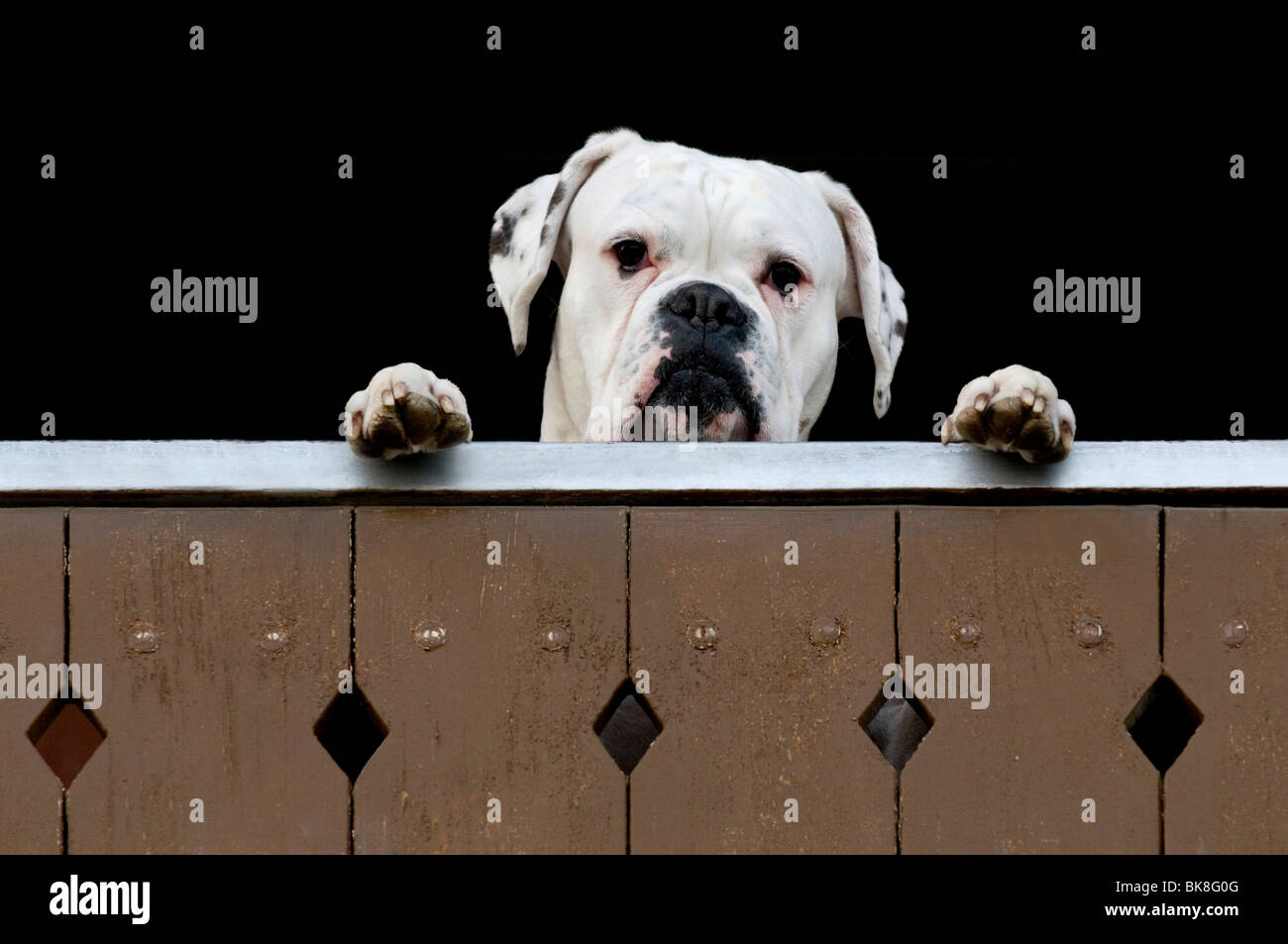 Dog looking over fence hi-res stock photography and images - Alamy