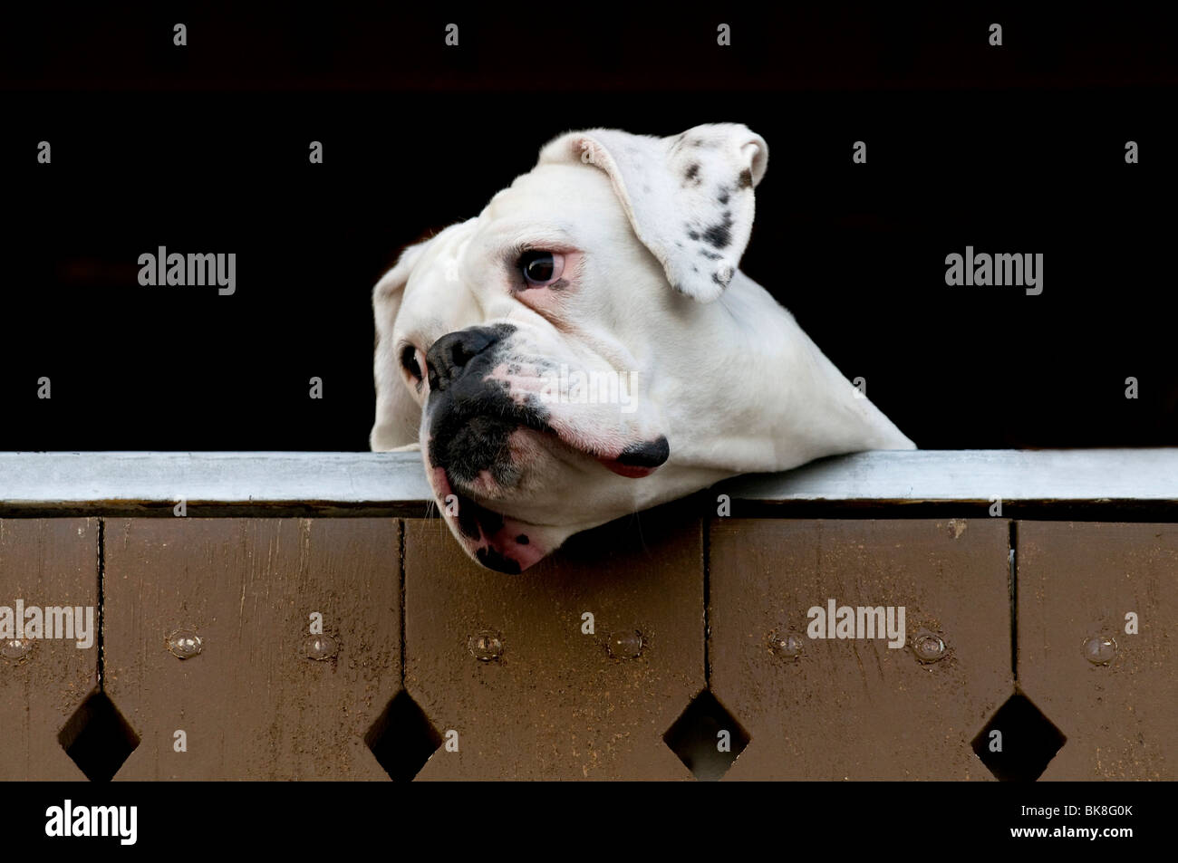 White boxer looking over a fence Stock Photo - Alamy