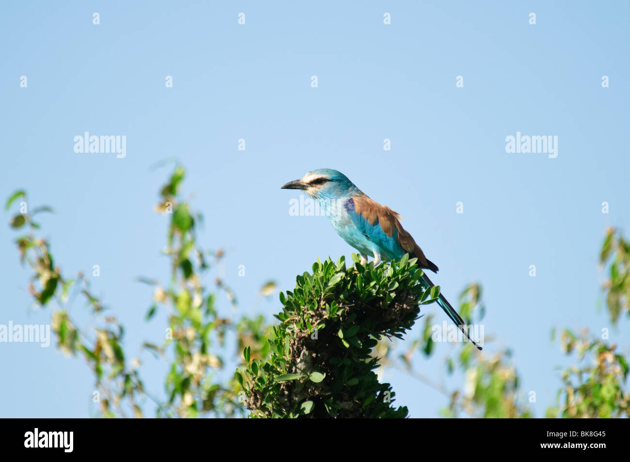 Abyssinian Roller Coracias abyssinica sitting on a bush Stock Photo - Alamy