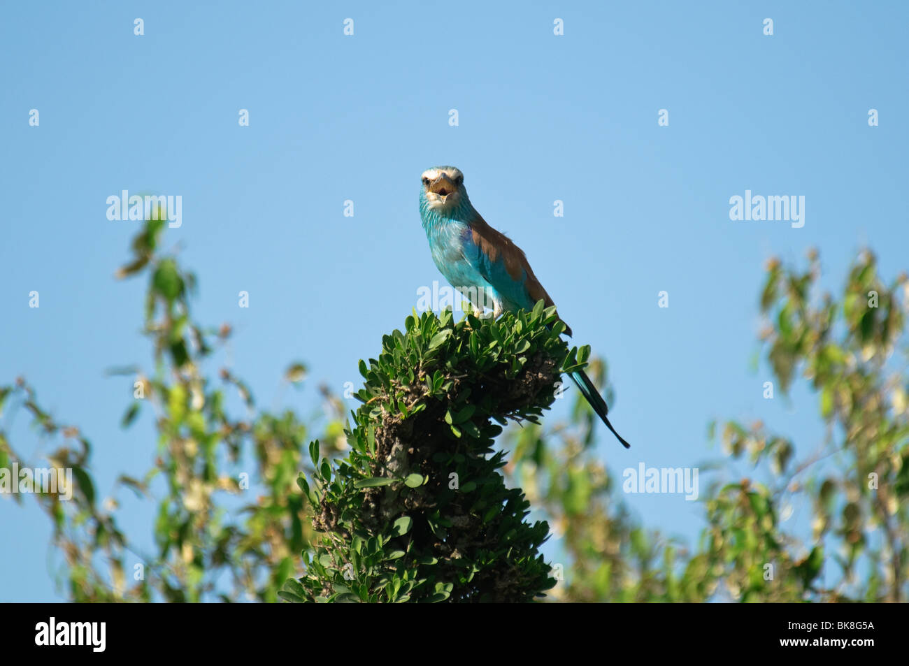 Abyssinian Roller Coracias abyssinica sitting on a bush Stock Photo - Alamy