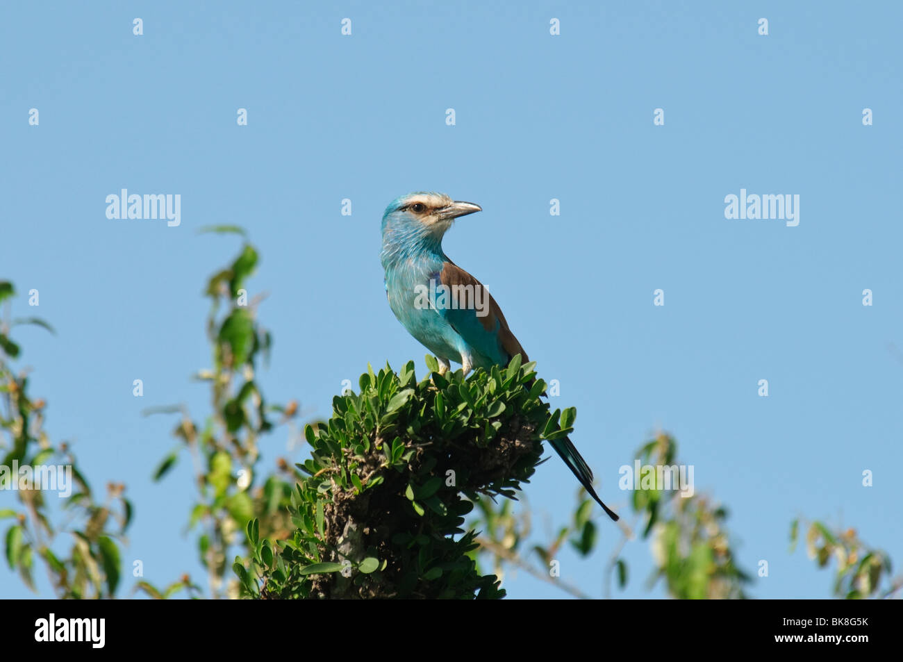 Abyssinian Roller Coracias abyssinica sitting on a bush Stock Photo - Alamy