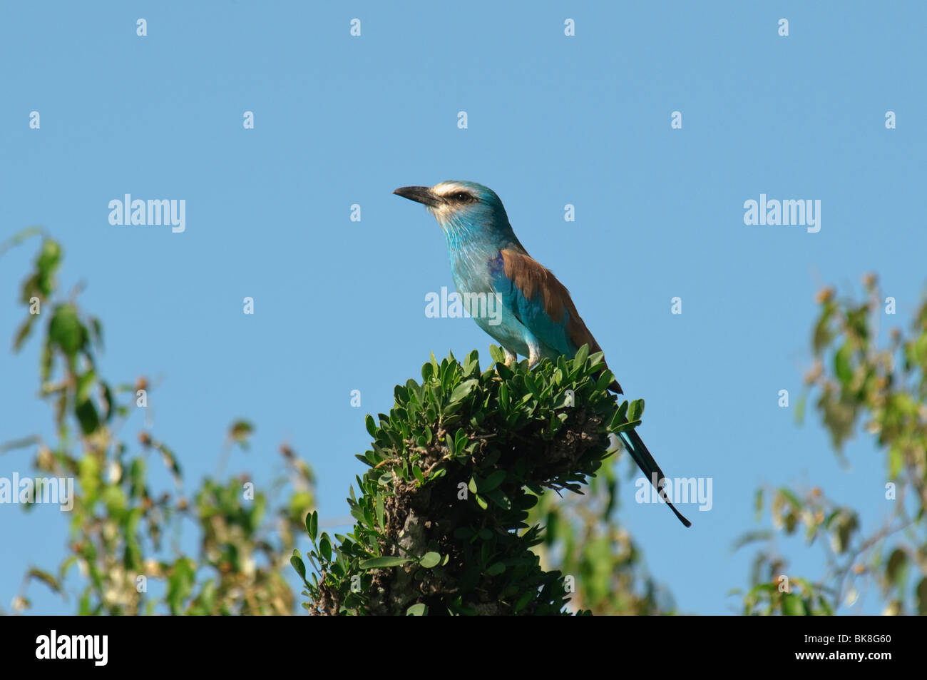 Abyssinian Roller Coracias abyssinica sitting on a bush Stock Photo - Alamy