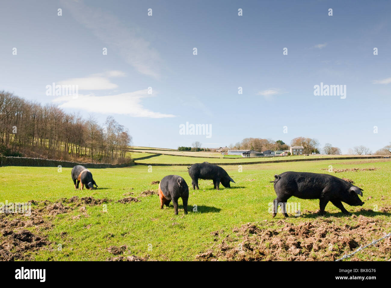 Free range organic saddle back pigs on a farm at Wigglesworth ...
