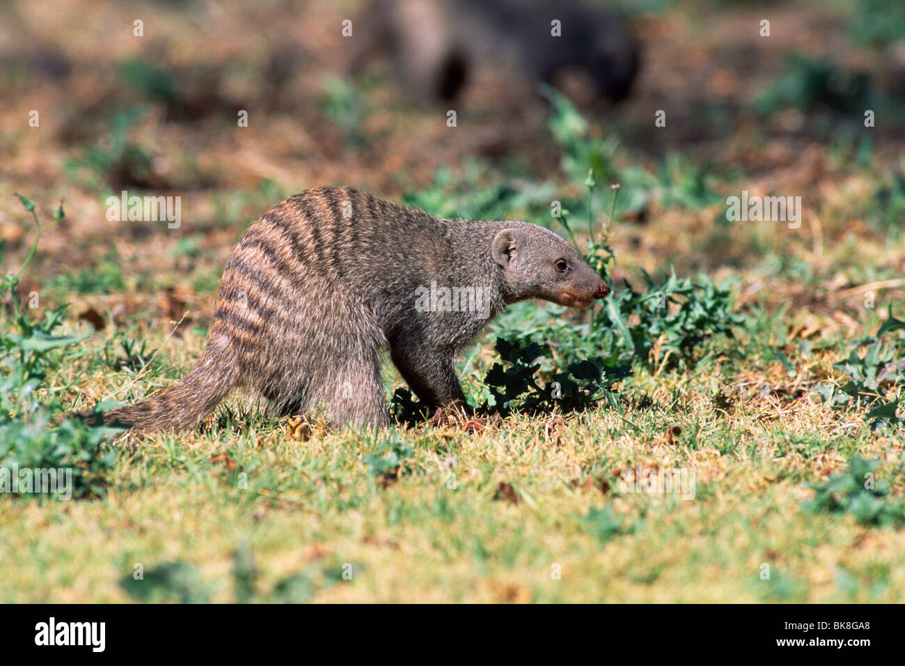 Mongoose hi-res stock photography and images - Alamy
