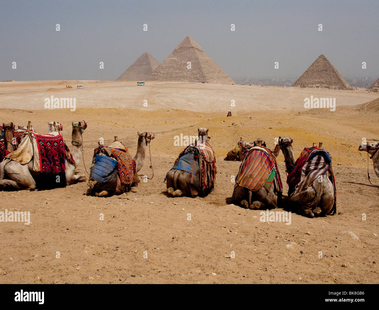 Camels sitting in a row near the Great Pyramids, Giza, Cairo, Egypt ...