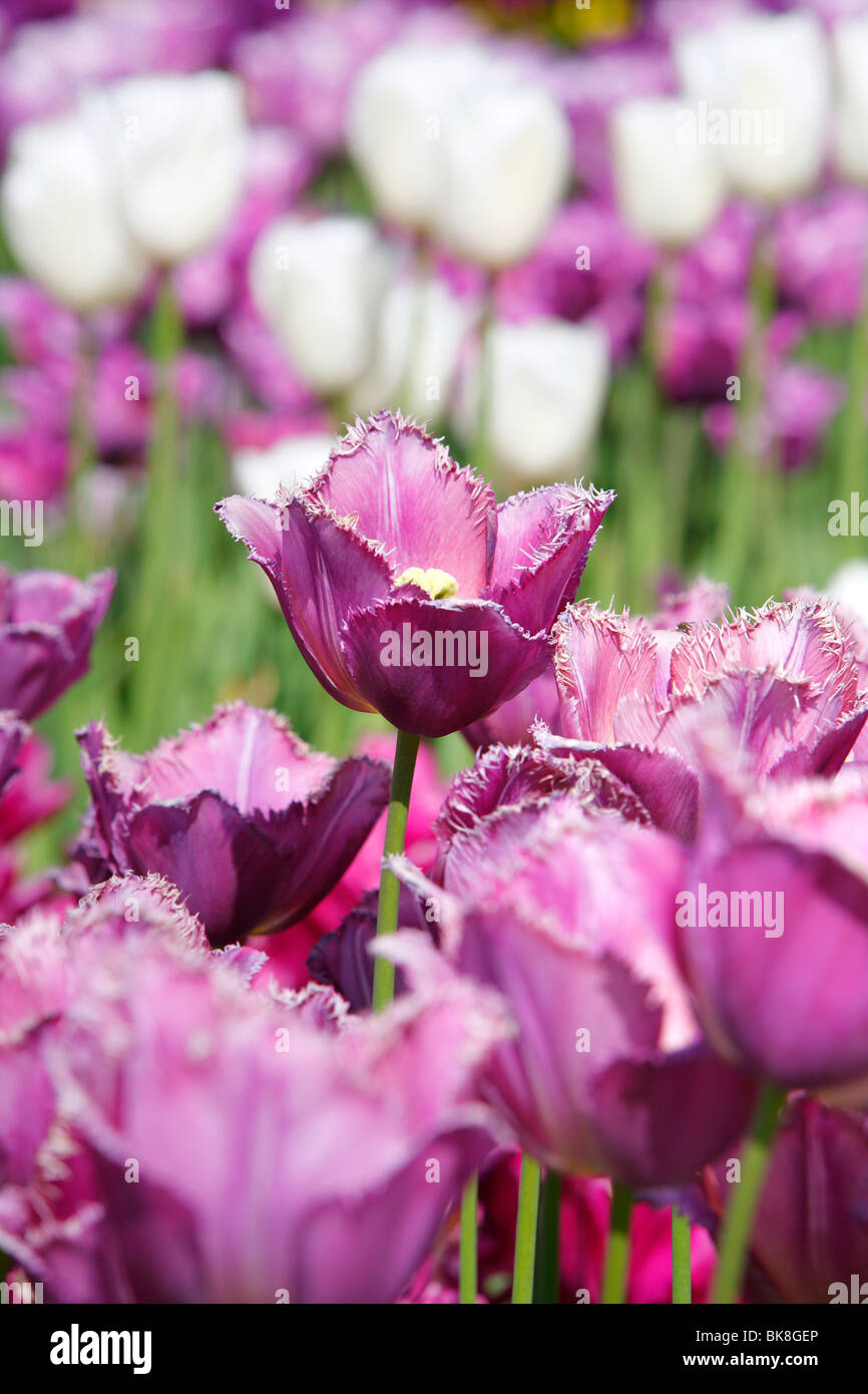 Violette tulpe hi-res stock photography and images - Alamy