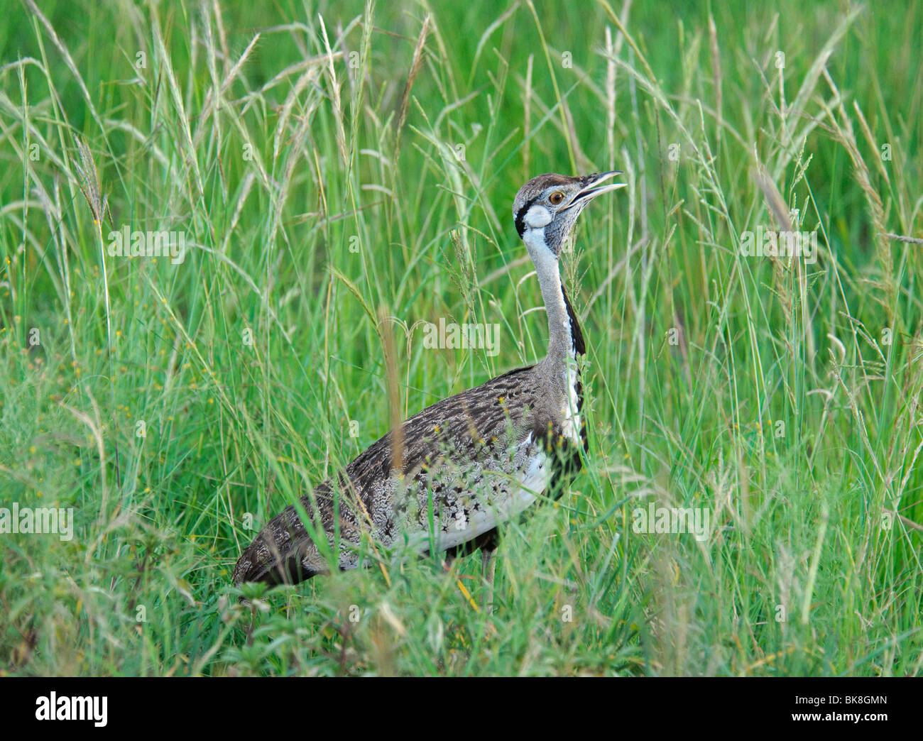 Black-bellied Bustard Lissotis melanogaster calling Stock Photo - Alamy