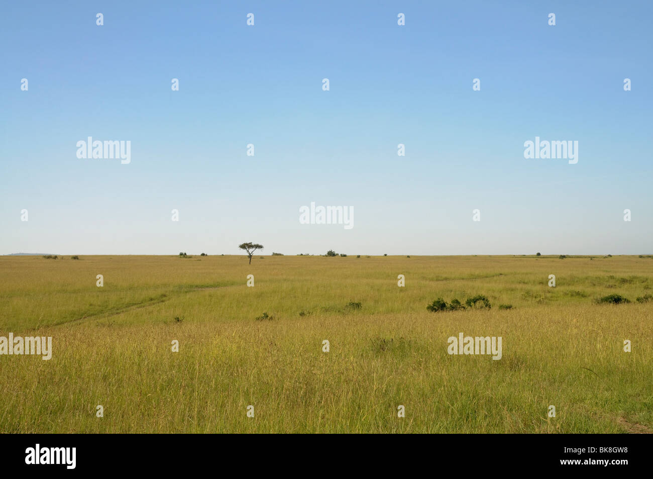 Mara serengeti ecosystem hi-res stock photography and images - Alamy