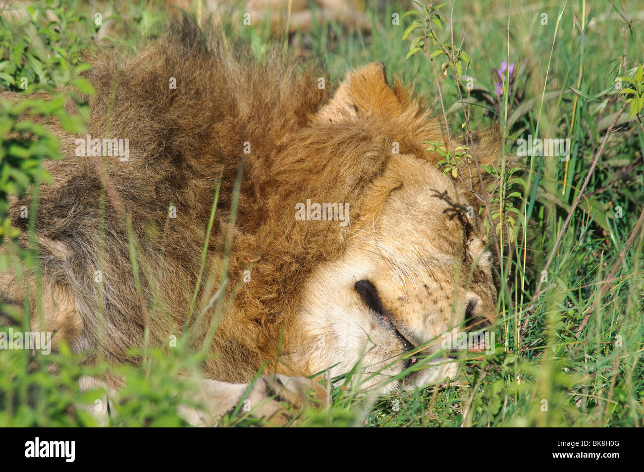 Male lion sleeps on ground hi-res stock photography and images - Alamy