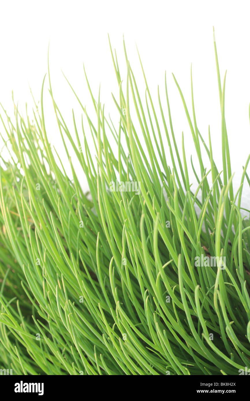 green chives or grass isolated on white Stock Photo - Alamy