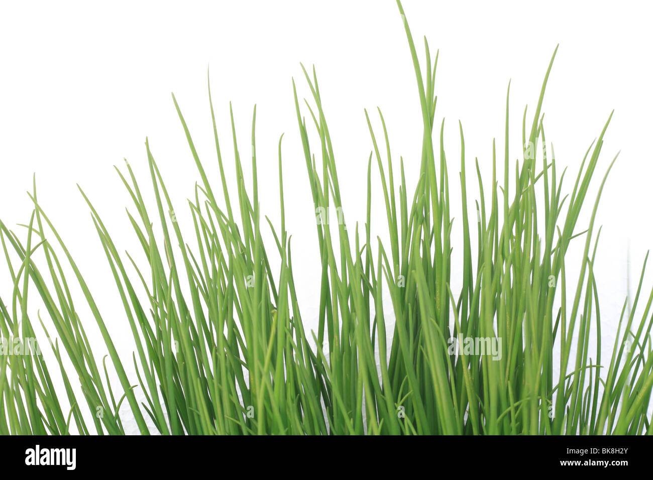 green chives or grass isolated on white Stock Photo - Alamy