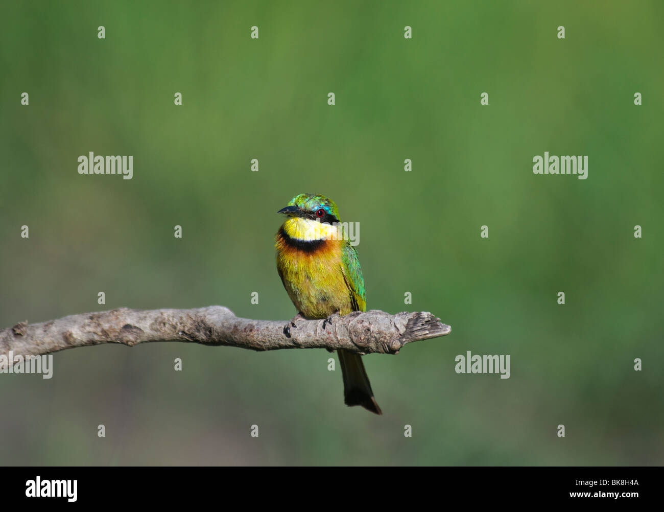 Little Bee-eater Merops pusillus Stock Photo - Alamy