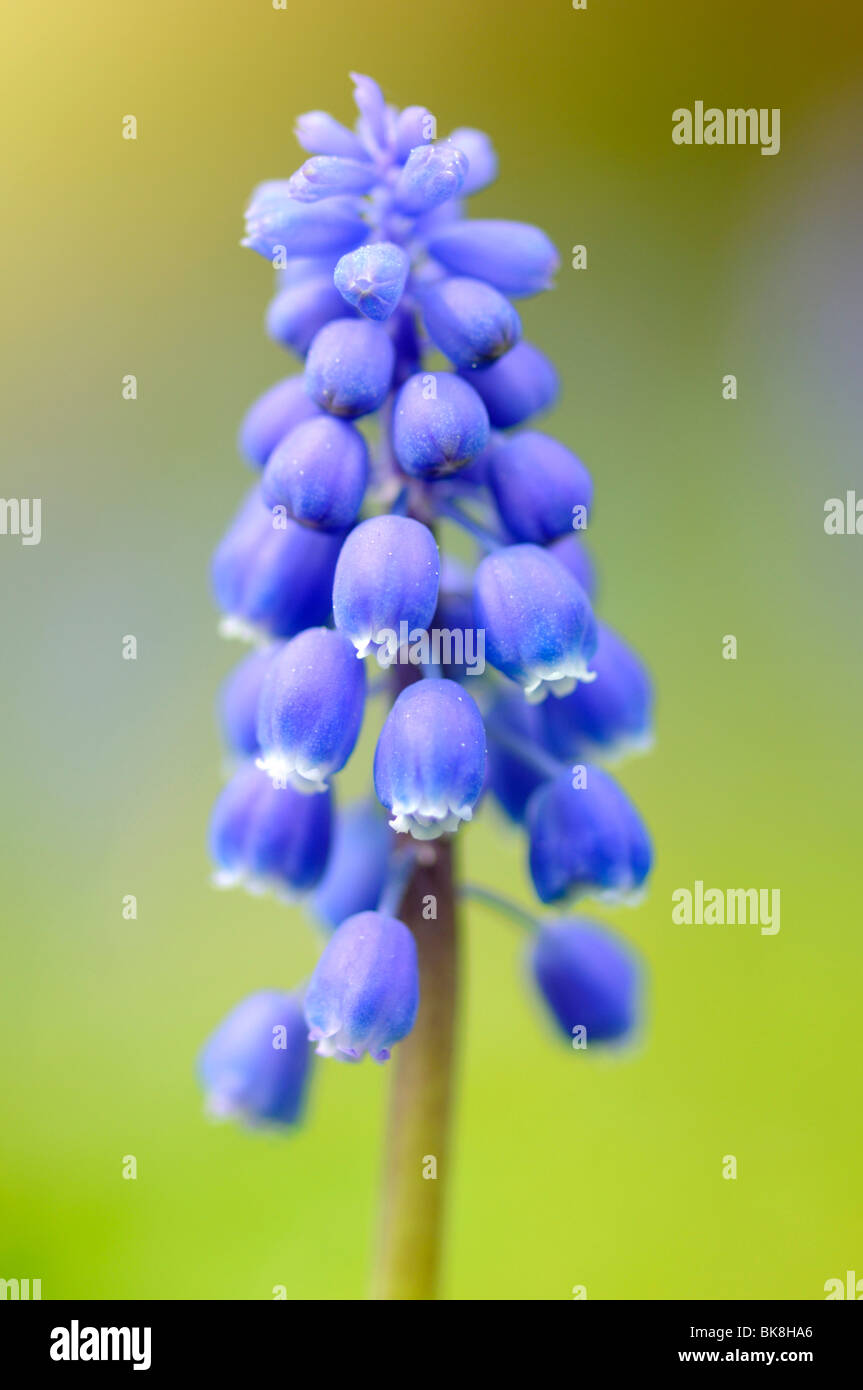 Grape hyacinth (Muscari Stock Photo - Alamy