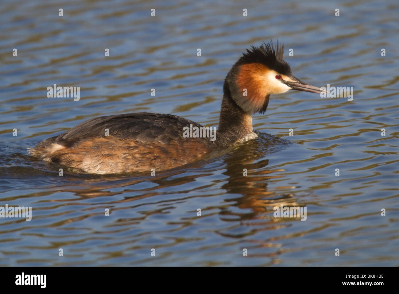 Breeding Plumage Great Crested Grebe High Resolution Stock Photography ...
