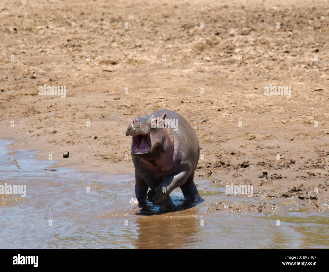 Baby hippo calling for help Stock Photo - Alamy