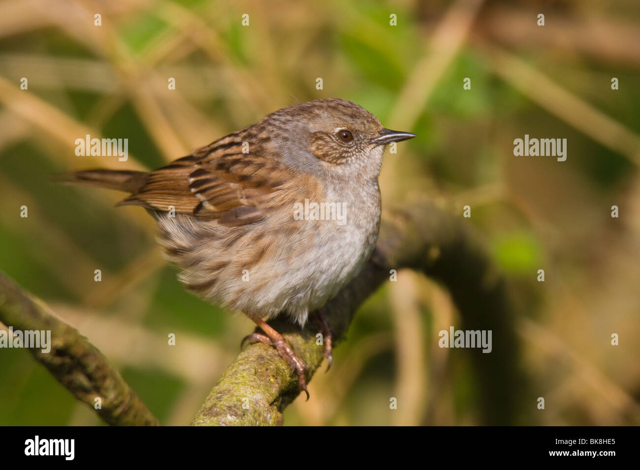 Dunnock (Prunella modularis Stock Photo - Alamy
