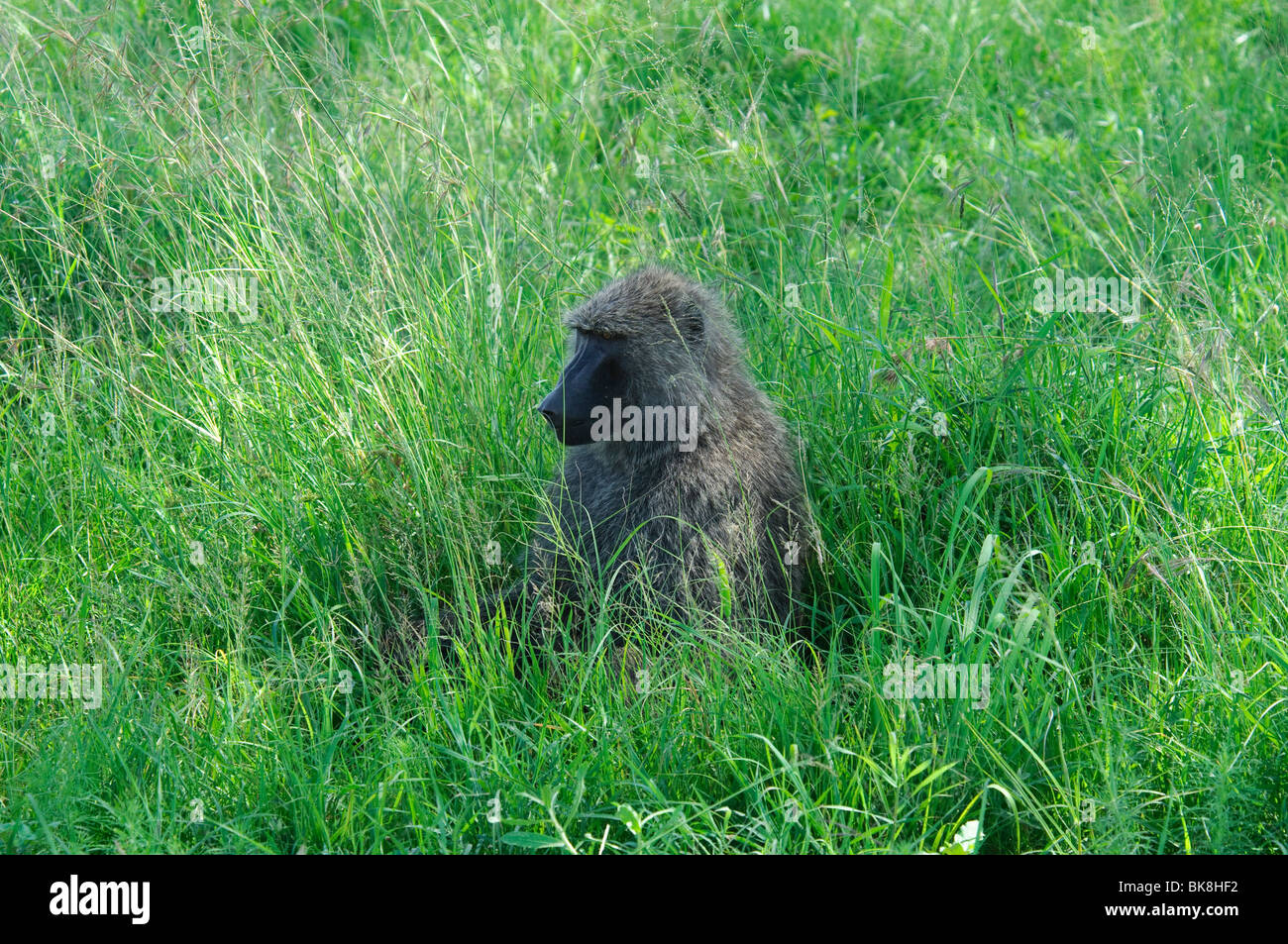 Olive Baboon Papio anubis Stock Photo - Alamy