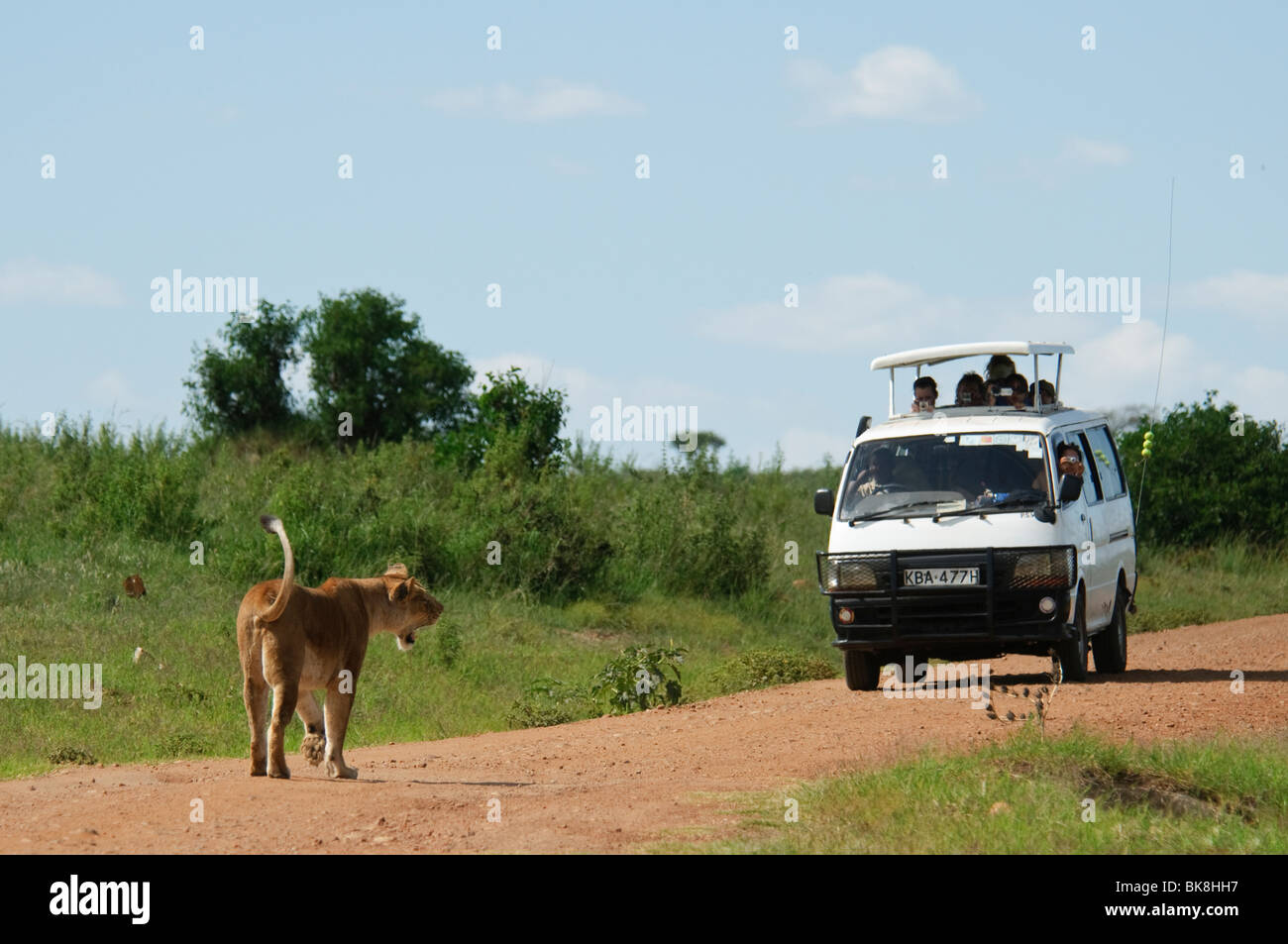 African game drive - an encounter with lioness Stock Photo - Alamy