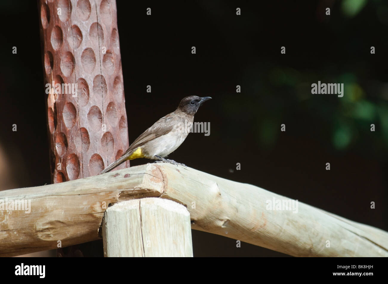 Common Bulbul Pycnonotus barbatus tricolor Stock Photo - Alamy