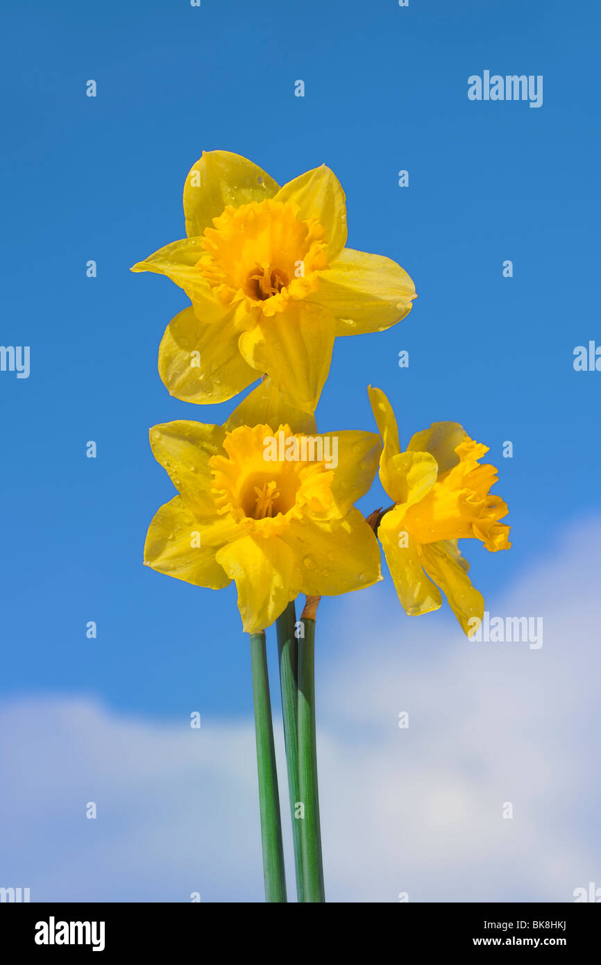 Trumpet daffodils hi-res stock photography and images - Alamy